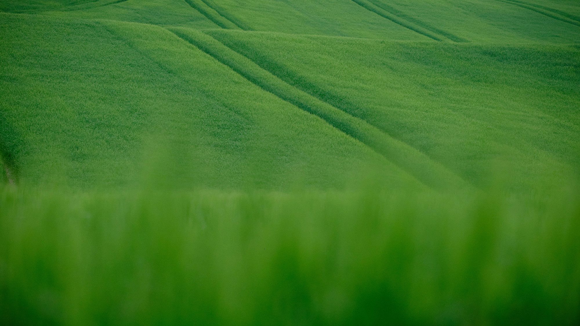 Smooth green - Virtual background | Univid